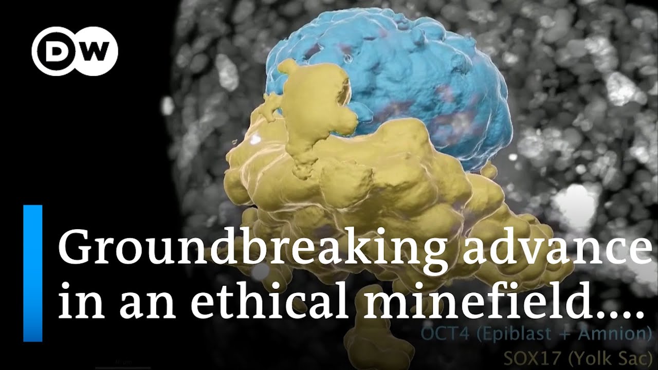 Scientists grow synthetic human embryos from stem cells | DW News - The ...