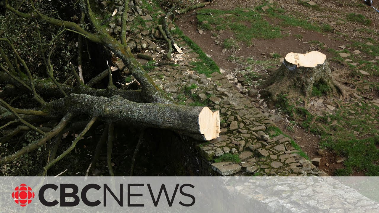 Teen arrested after British landmark tree 'deliberately felled' - The ...