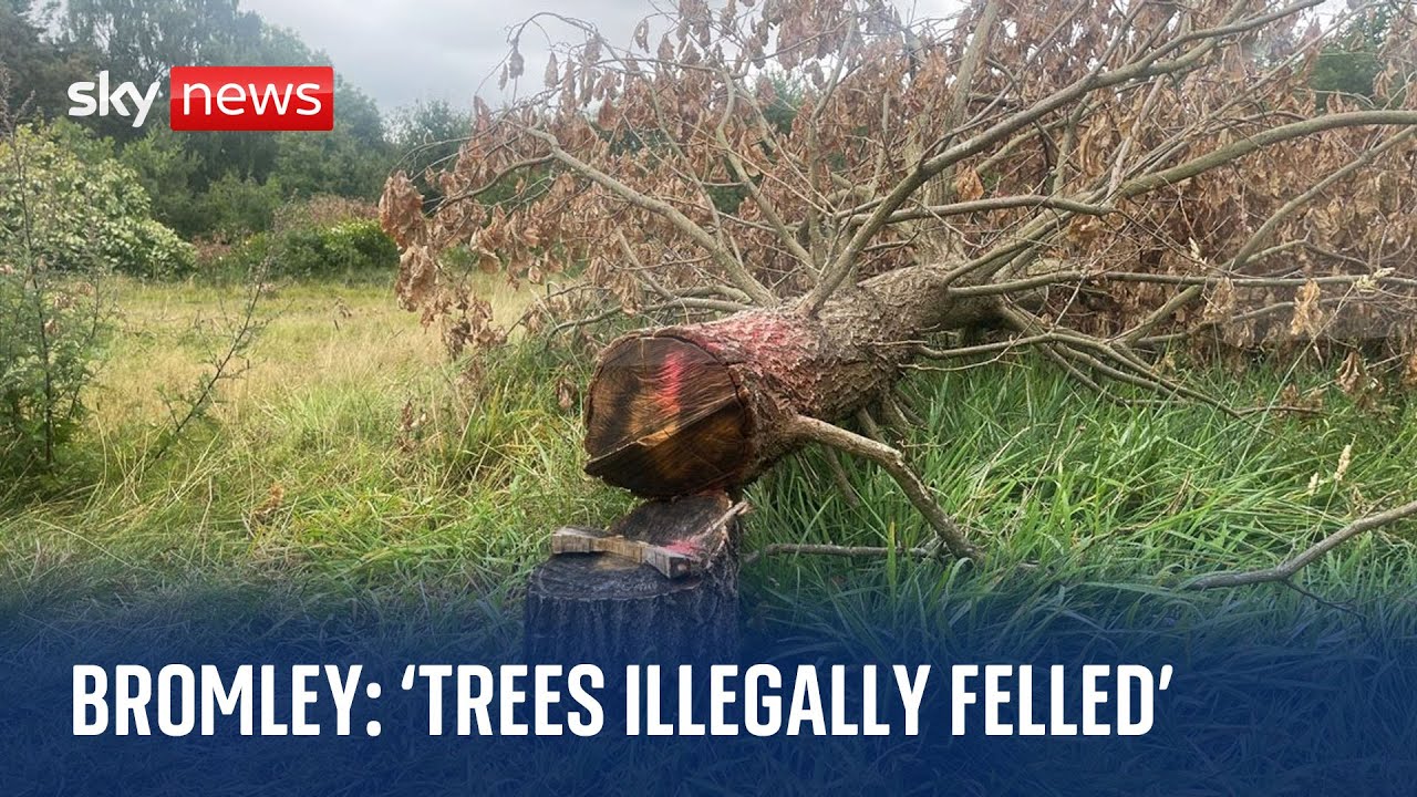 Bromley Council orders landowner to replant felled oak trees - The ...