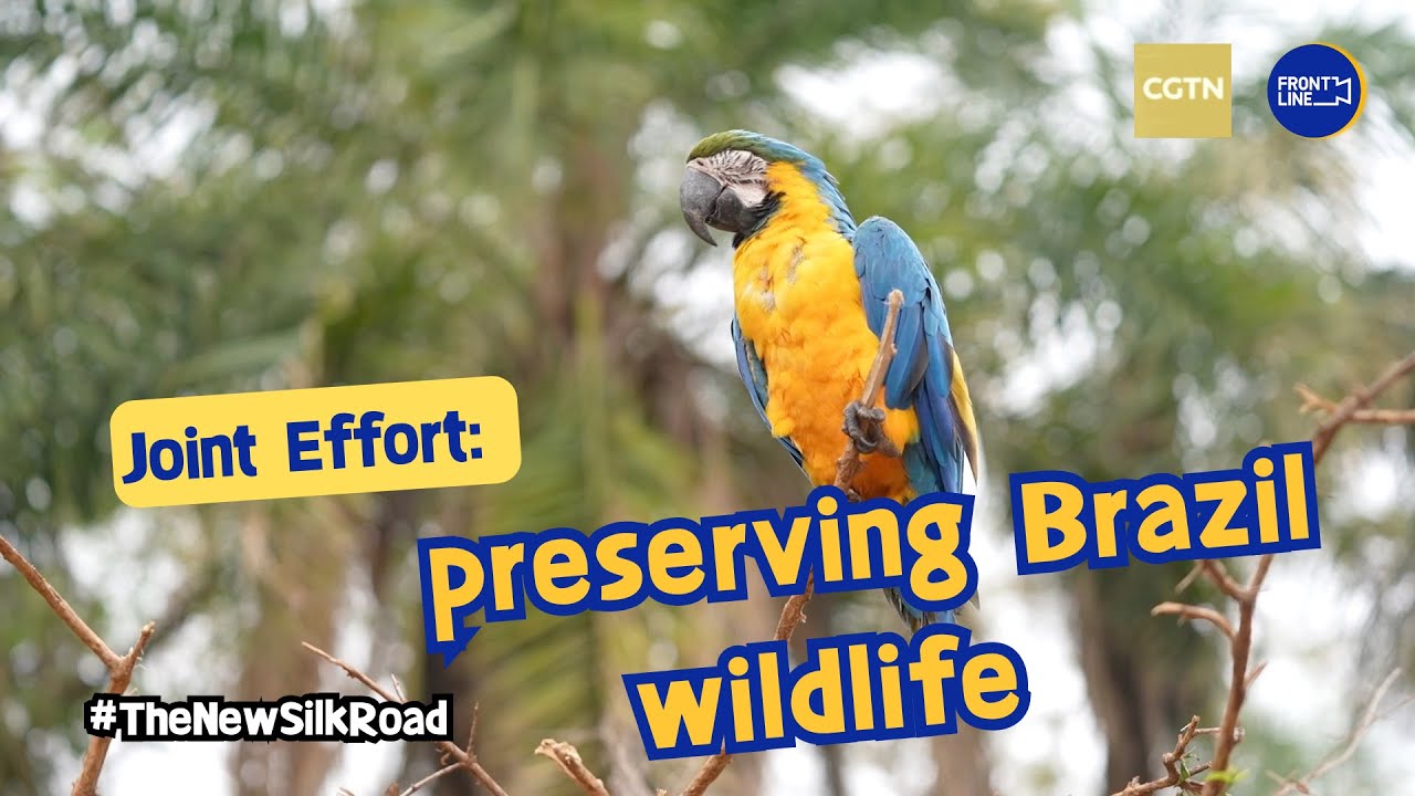 Joint efforts to preserve Brazil's wildlife ensure healthy ecosystem ...