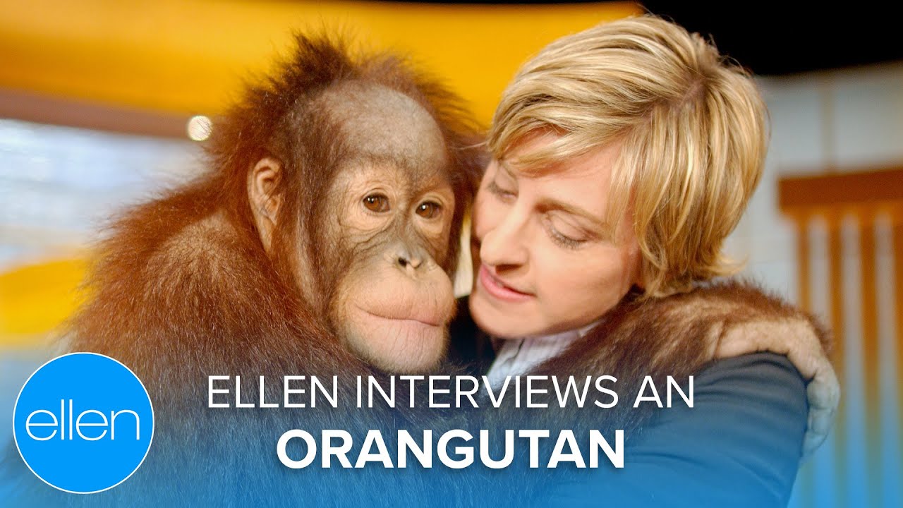 Ellen Interviews an Orangutan! - The Global Herald