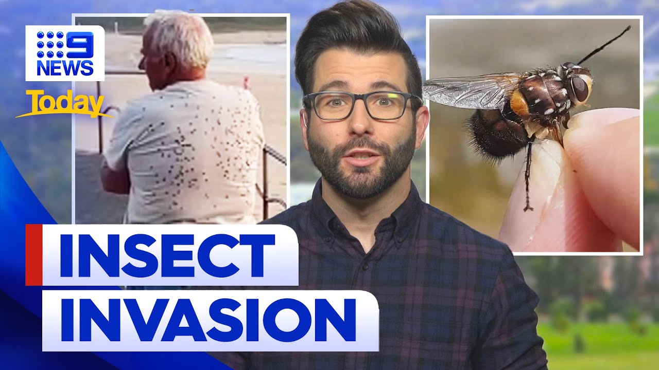 Why are Aussies seeing so many flies and mosquitoes already? | 9 News ...