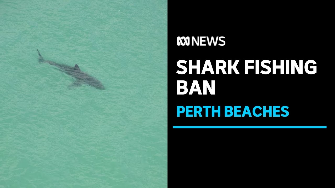 Shark fishing to be banned from all Perth beaches | ABC News - The ...