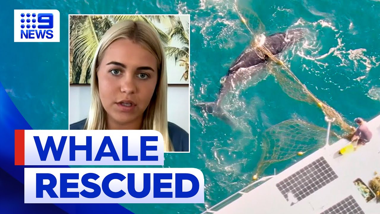 Frantic mission to rescue whale calf trapped in shark net captured on ...