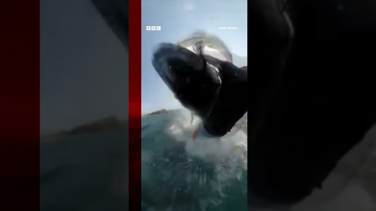 This is the moment a whale crashed into a man wing foiling in Australia ...