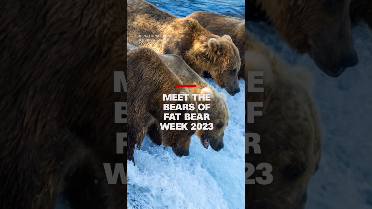 Meet the bears of Fat Bear Week 2023 - The Global Herald