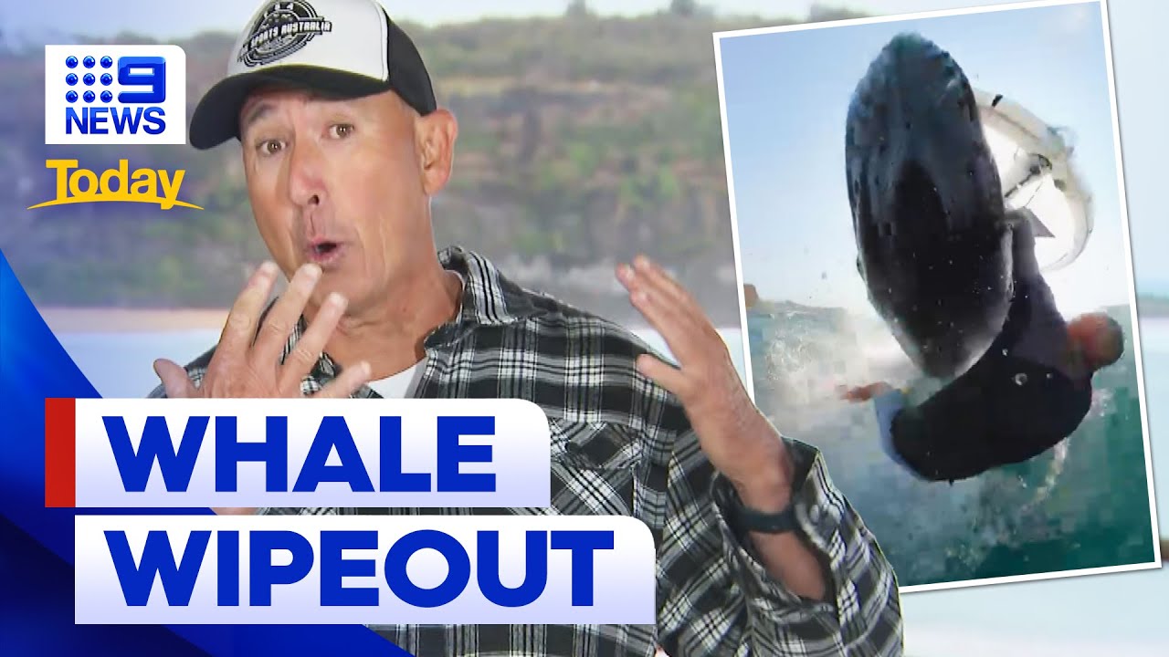 Wind surfer captures moment he was wiped out by whale | 9 News ...