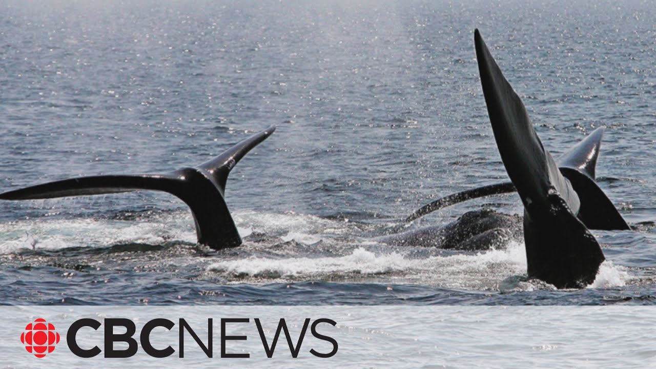 Right whale population has steadied, scientists say - The Global Herald