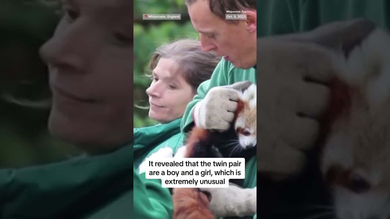 Meet Alex and Priya: a pair of rare red pandas - The Global Herald