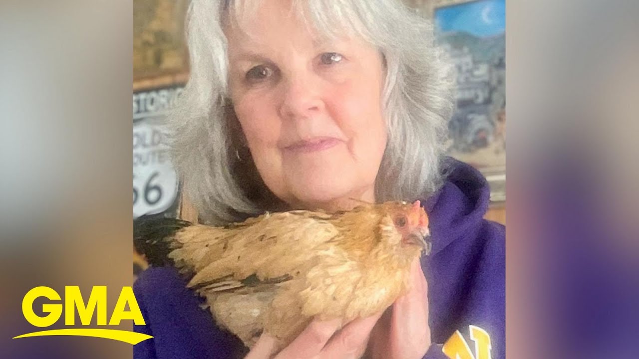 A day in the life of Peanut, the world’s oldest chicken l GMA - The ...