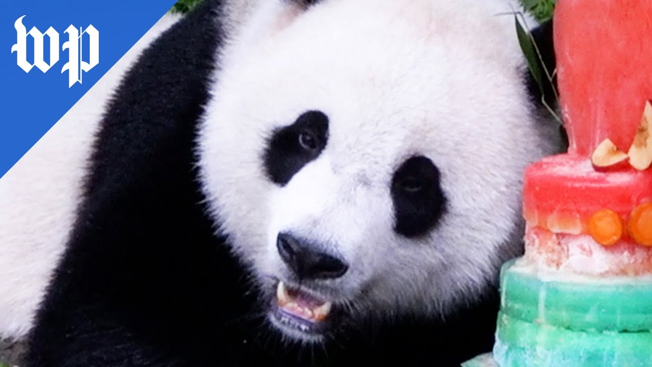 Saying furwell: Letting go of three beloved pandas - The Global Herald