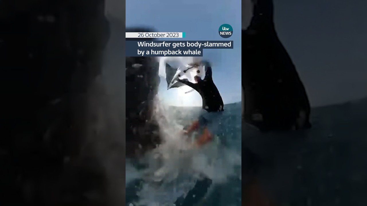 Windsurfer body-slammed by whale #itvnews #news #australia #windsurfing ...