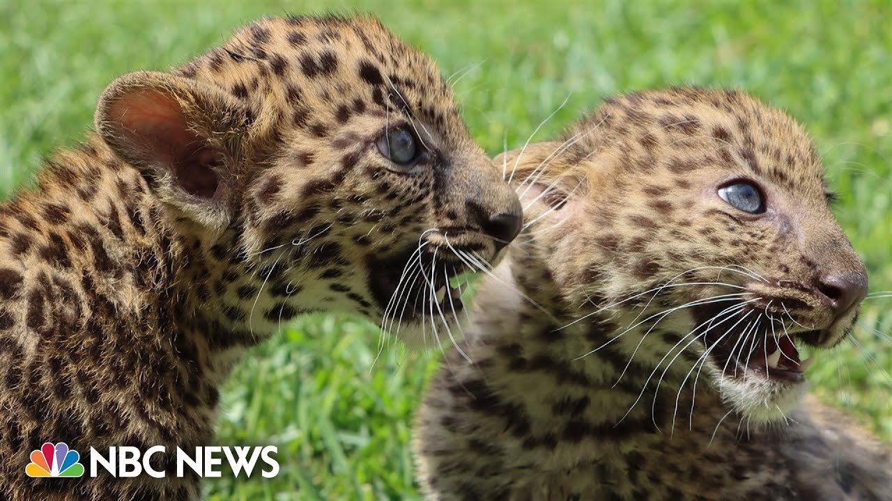 Meet Peru’s first leopard cubs born in captivity at Lima zoo - The ...