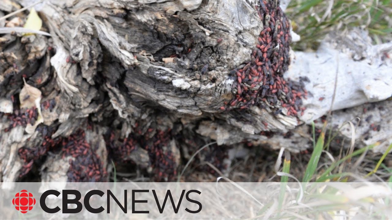 What are these bugs crawling around Calgary? - The Global Herald