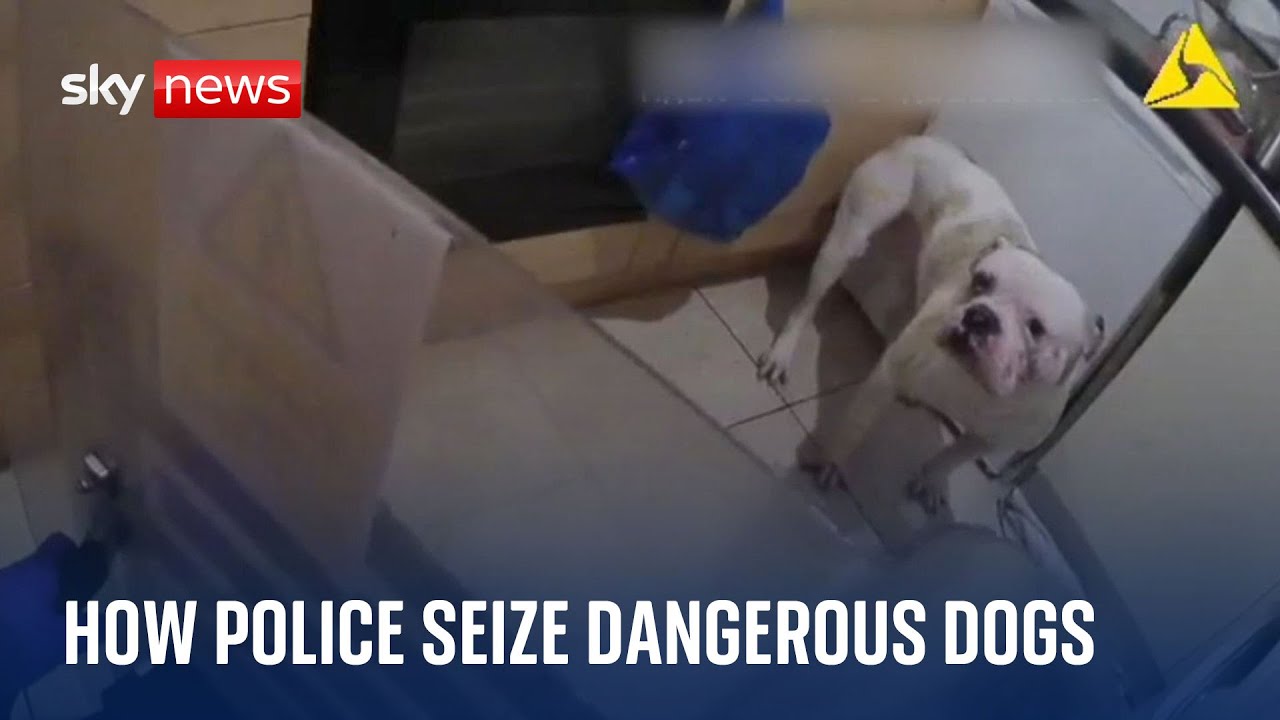 Police release footage of how dangerous dogs are seized - The Global Herald