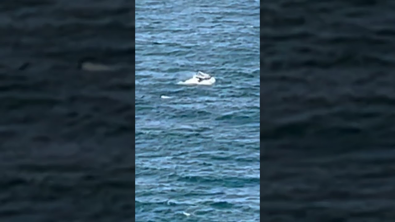 Sydney wing surfer gets hit by whale - The Global Herald