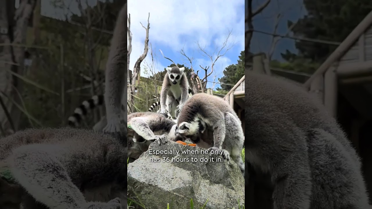 Six baby lemurs born at Wellington Zoo - The Global Herald