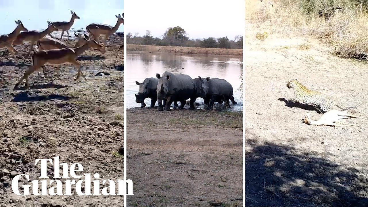 Animals run faster from human voices than they do from lion roars - The ...