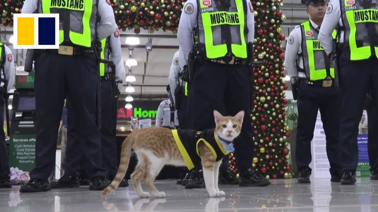 Meet Conan the street cat turned security officer - The Global Herald