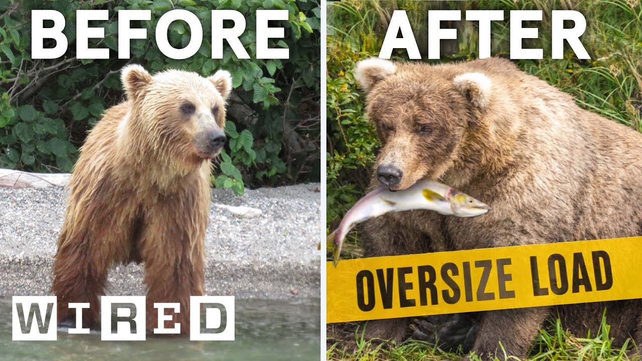 How Fat Bears Bulk Up To Hibernate (And Why We Love To See It) | WIRED ...
