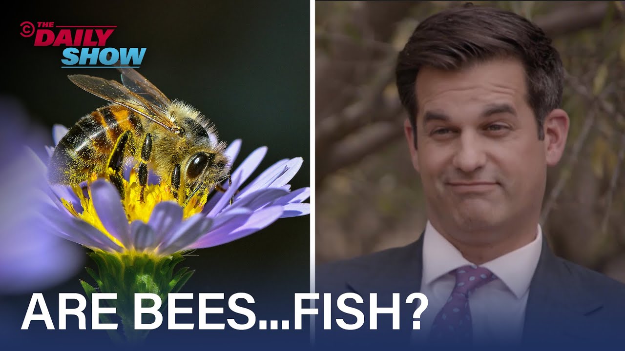 Why Does California Categorize Bees as Fish? Michael Kosta Investigates ...