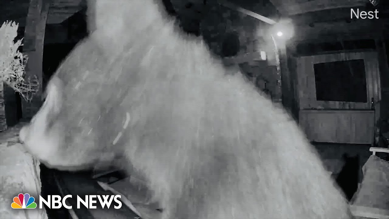 Video shows family of bears exploring North Carolina backyard - The Global Herald