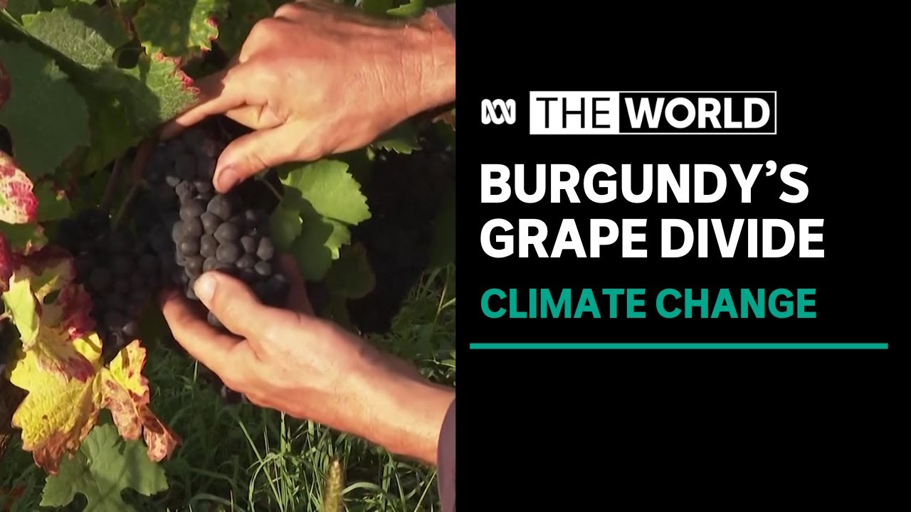Climate change threatens grapes of Burgundy wine region | The World ...