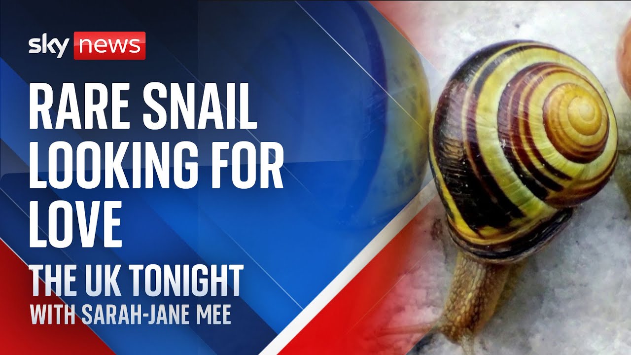 UK Tonight: Rare left-coiling snail looking for love - The Global Herald