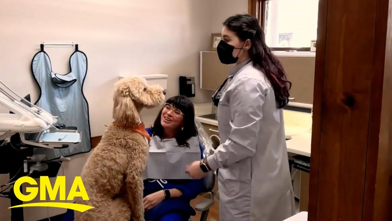 Dentist uses her therapy dog to help calm patients - The Global Herald