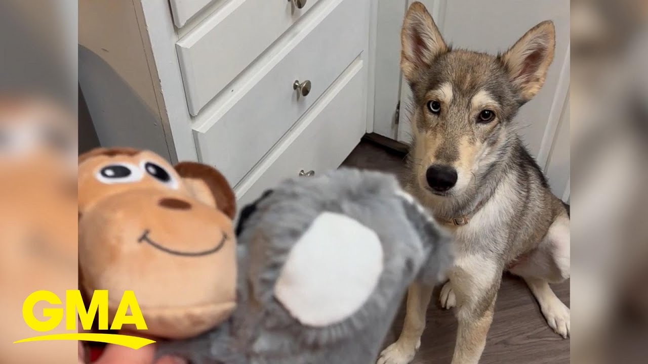 Watch the sweet moment this rescue dog plays with its toy for the 1st ...