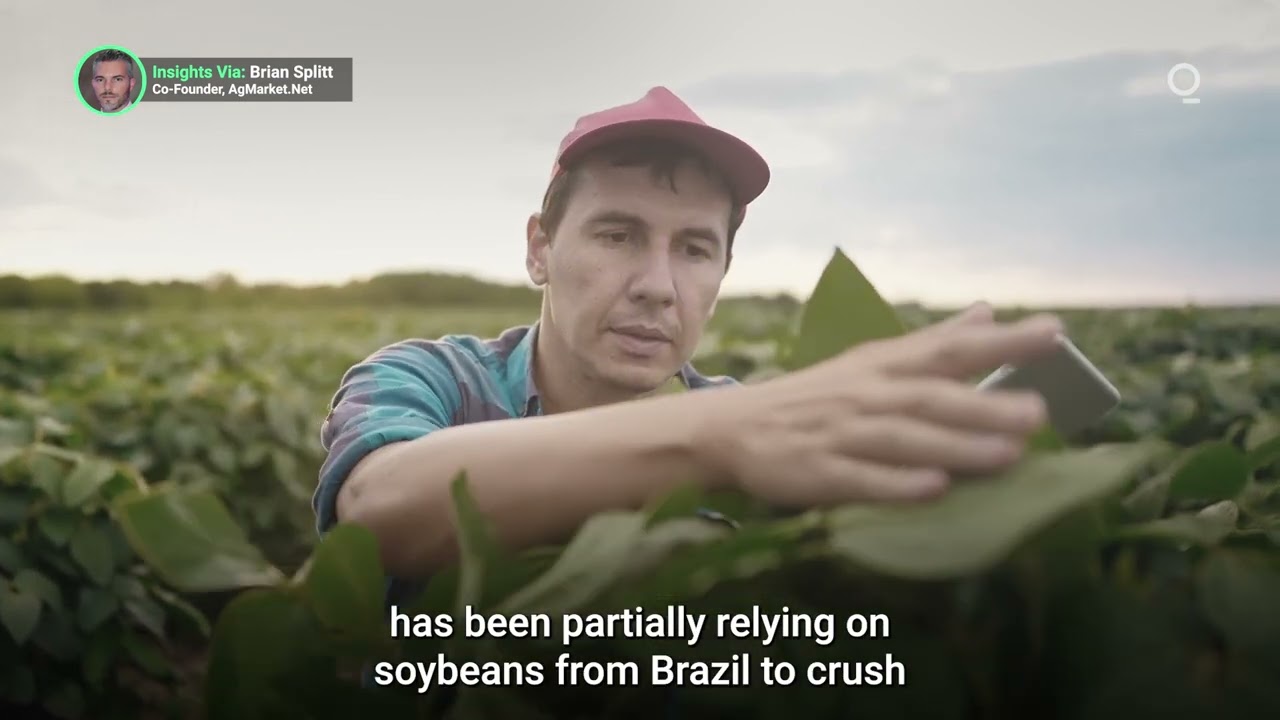 South America’s Soybean Farmers Face Major Challenge - The Global Herald