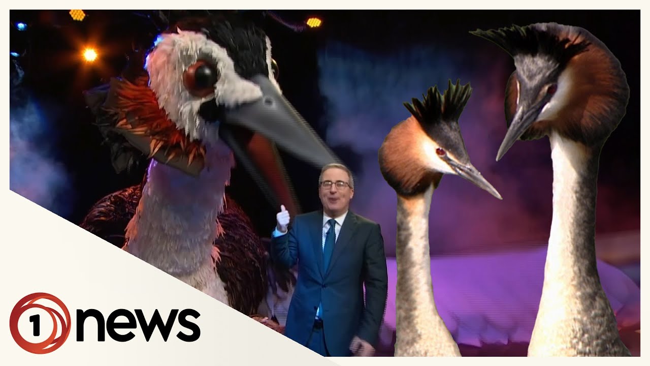 Pūteketeke crowned Bird of the Century after record votes | 1News - The ...