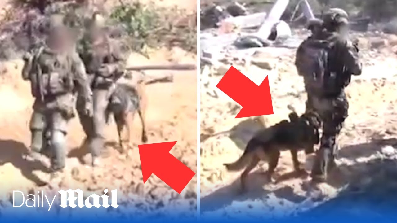 IDF use attack dogs to flush out Hamas tunnel terrorists in Gaza - The ...