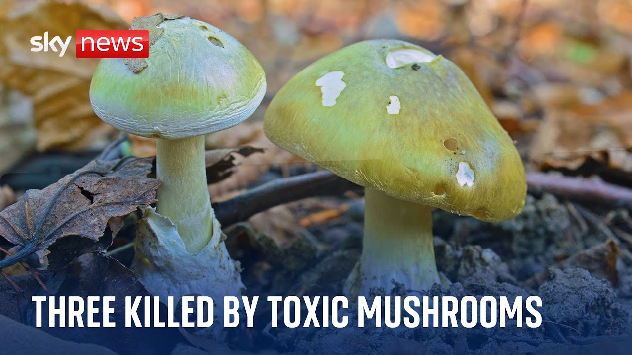 Woman suspected of killing three people with toxic mushrooms arrested ...