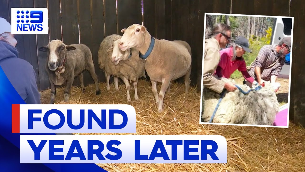 Runaway sheep rescued after eight years in the wild | 9 News Australia ...
