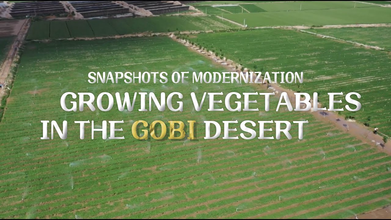 Growing vegetables in Gobi Desert - The Global Herald