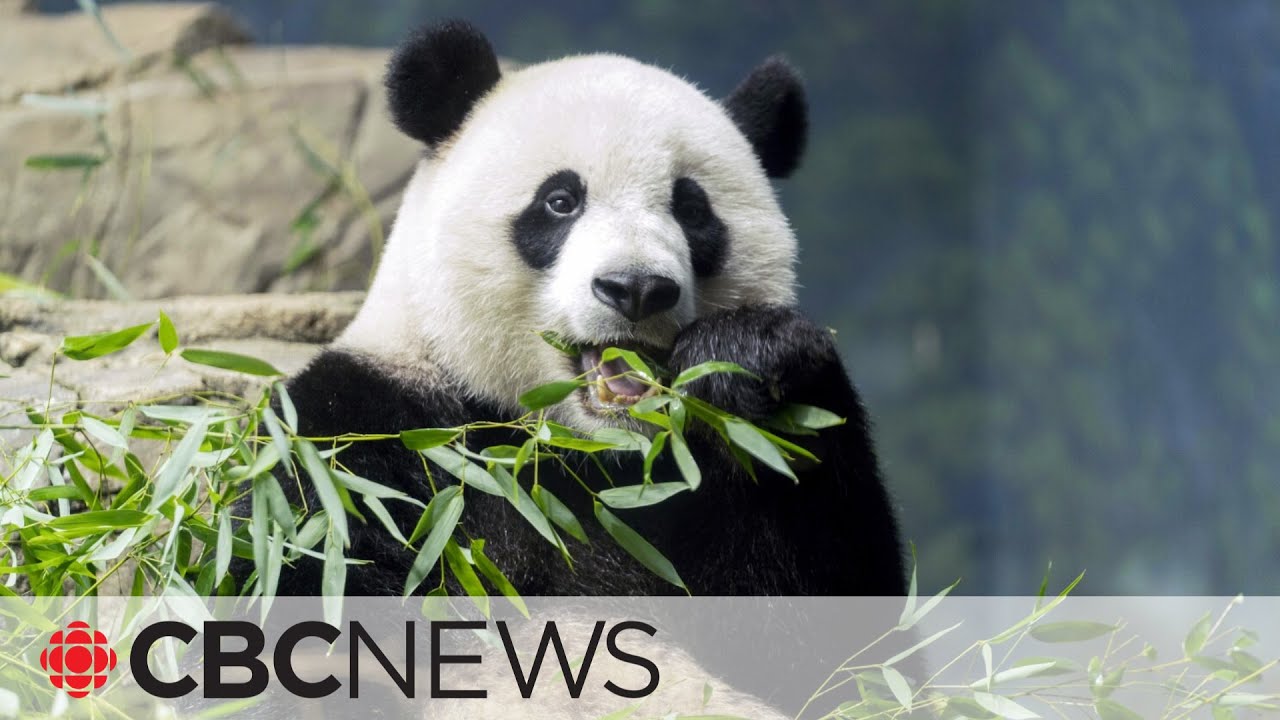 U S National Zoo S Beloved Pandas Leave For China Today The Global