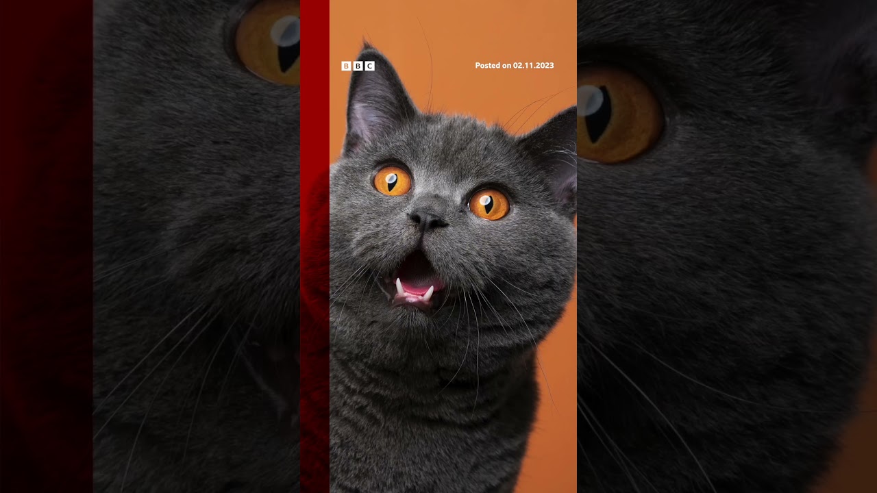 Have you ever wondered what your cat's facial expression means? #Cats # ...