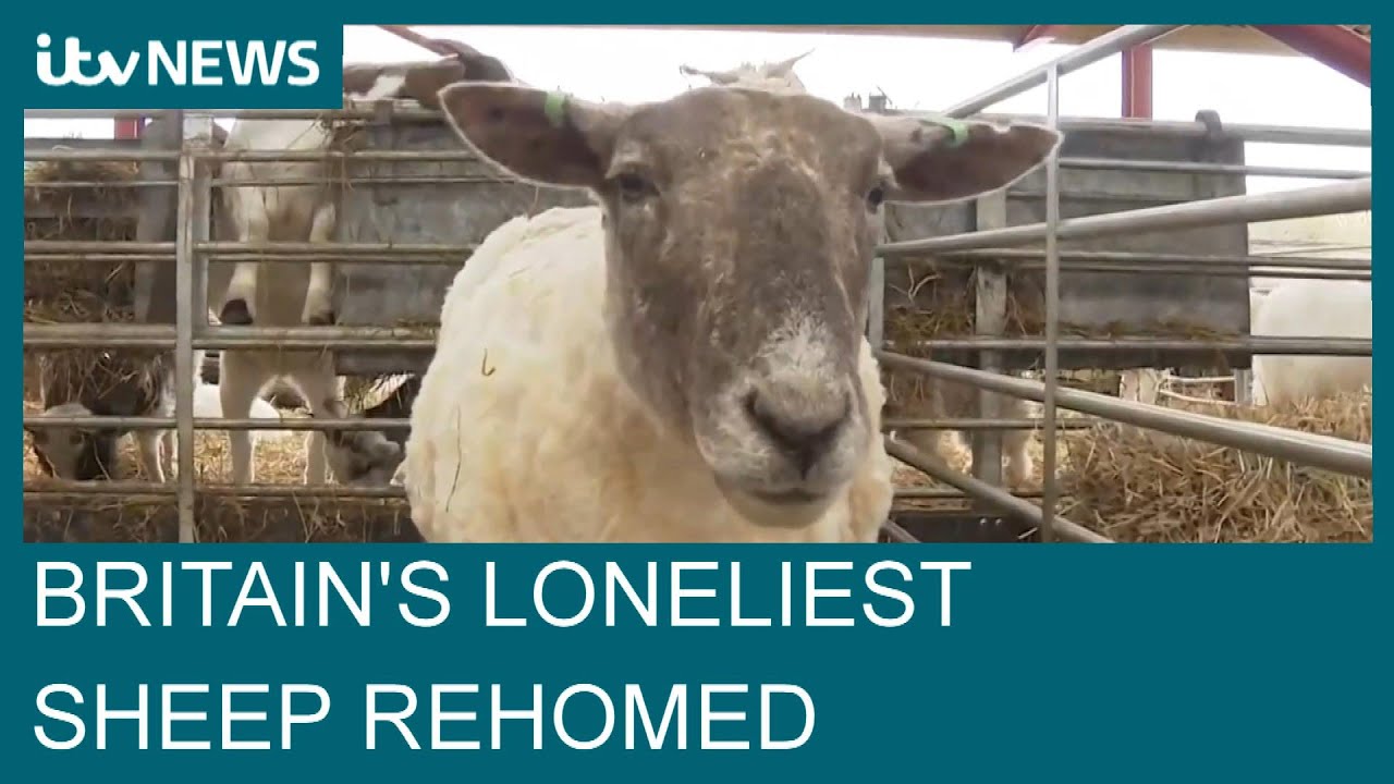 'Britain's loneliest sheep' rescued after being stranded on cliff for ...