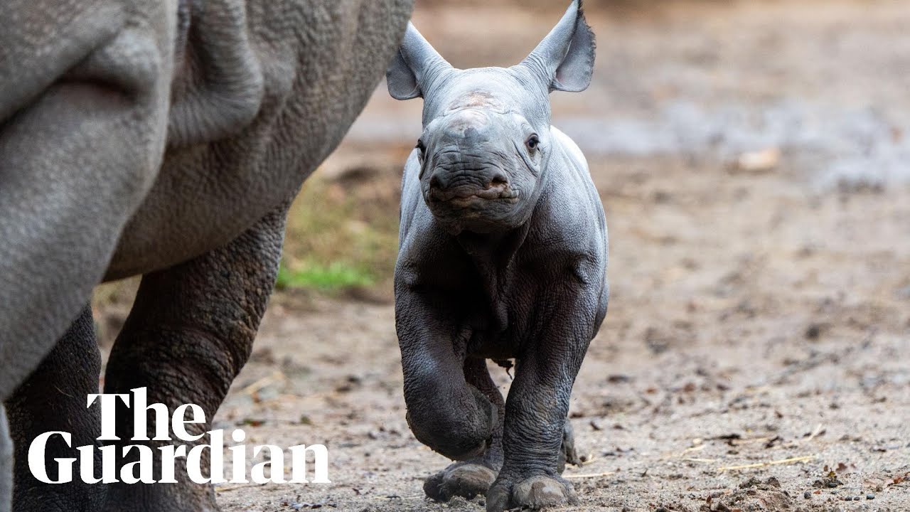 Endangered eastern black rhino born at Chester zoo - The Global Herald