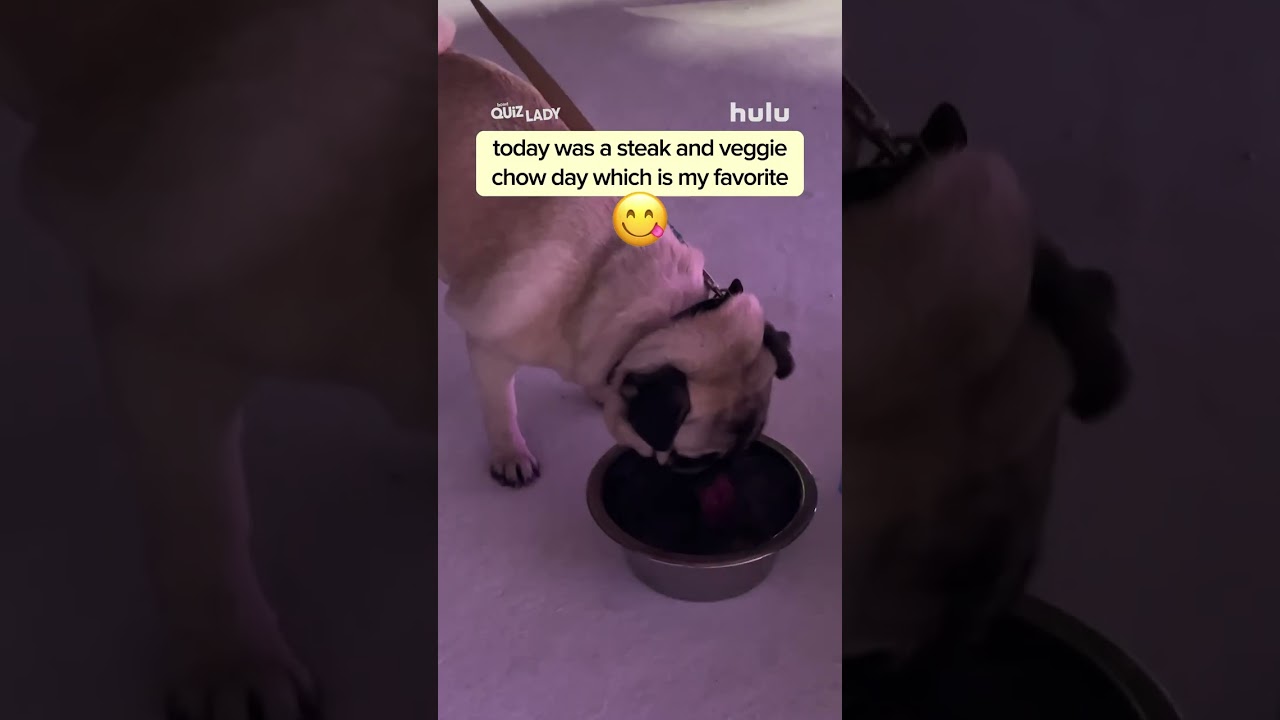 Quiz Lady | Pug Day In The Life | Streaming on Hulu Nov 3 - The Global ...