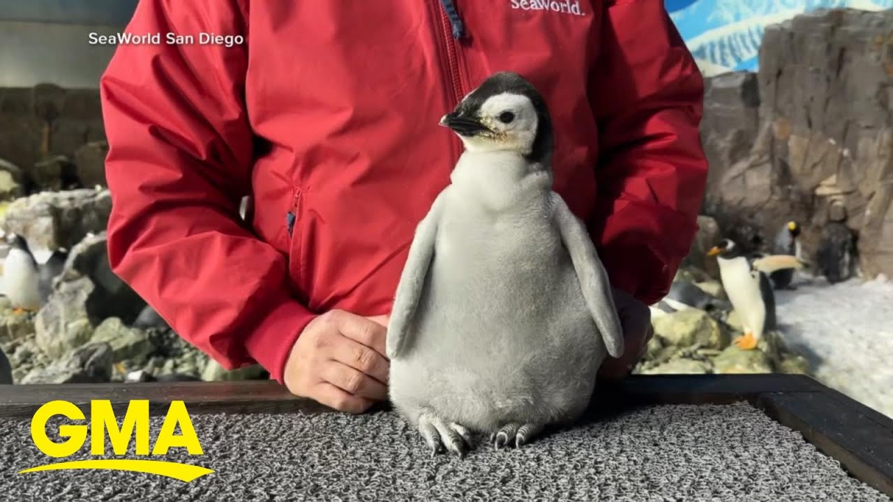 Meet new baby emperor penguin born in US - The Global Herald