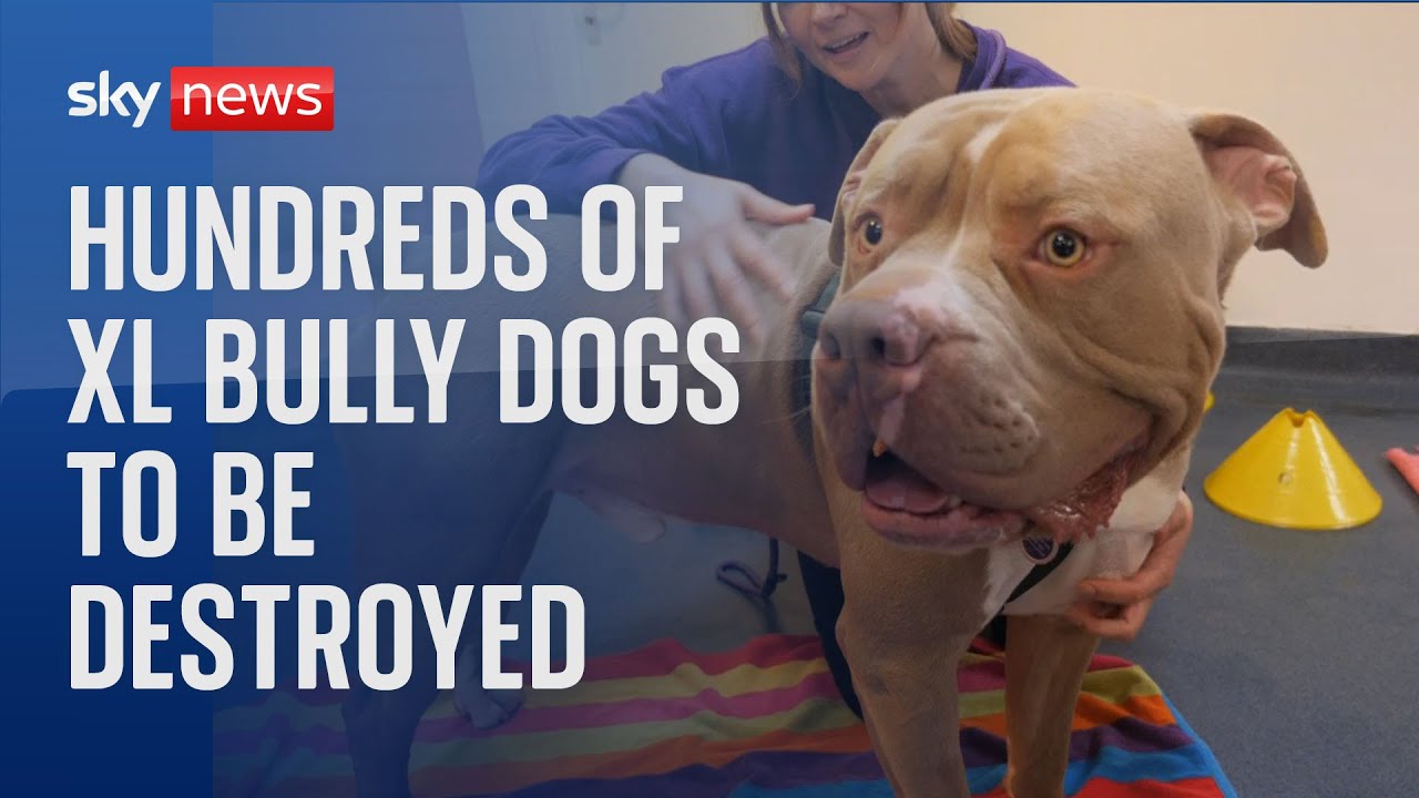 Hundreds of XL bully dogs to be destroyed at end of year - The Global ...