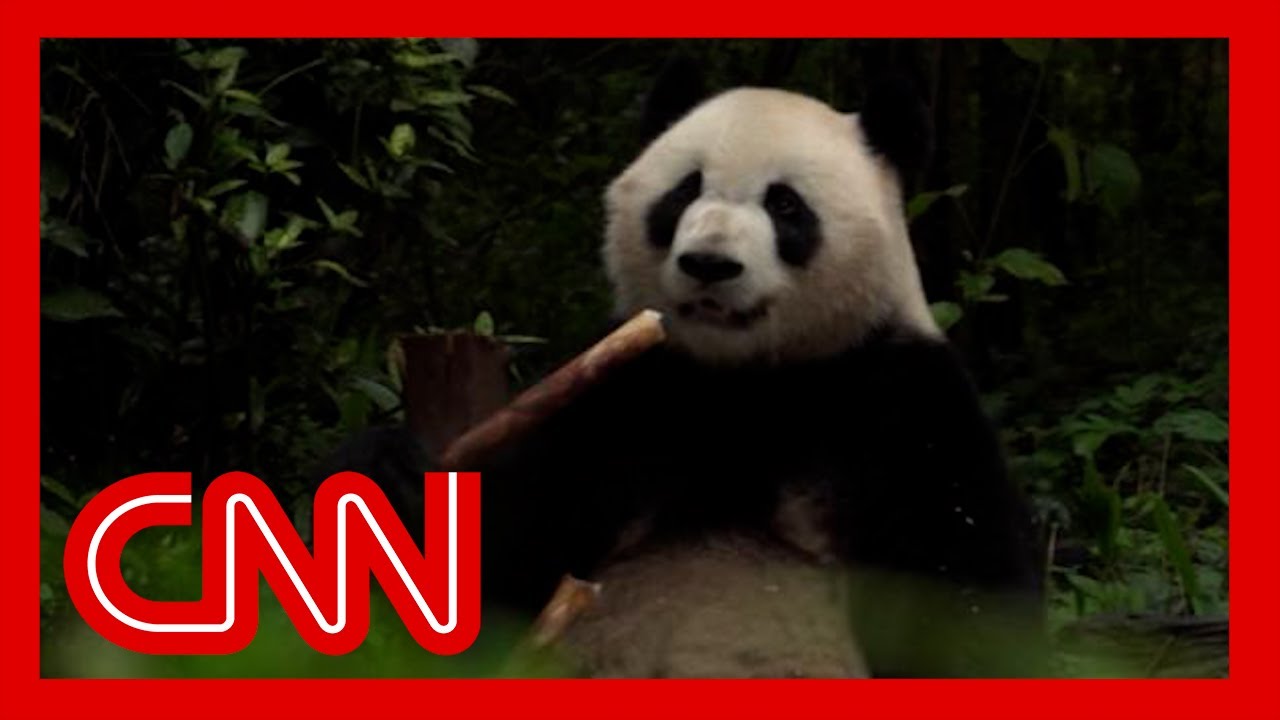 Here's what China's panda diplomacy program ending in the US may mean ...