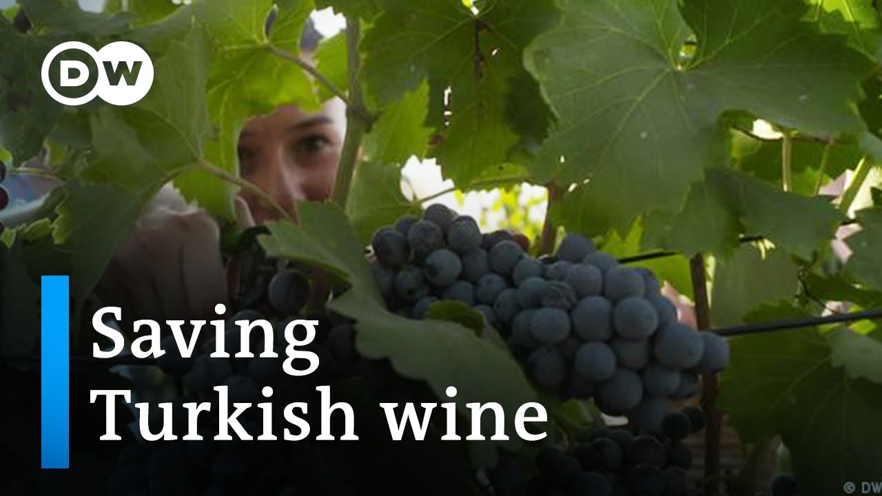 Is Erdogan killing Turkey's long tradition of wine production | Focus ...