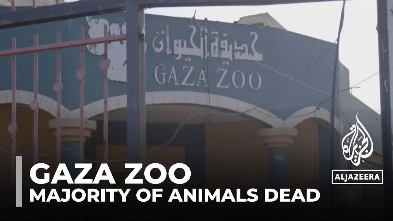 Starvation and airstrikes killed majority of the animals in Gaza zoo ...