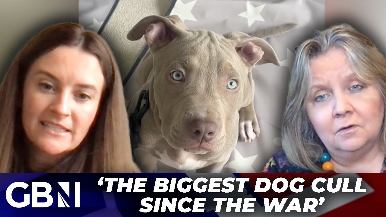 'This could be the biggest dog cull since the war' | XL Bully exemption ...