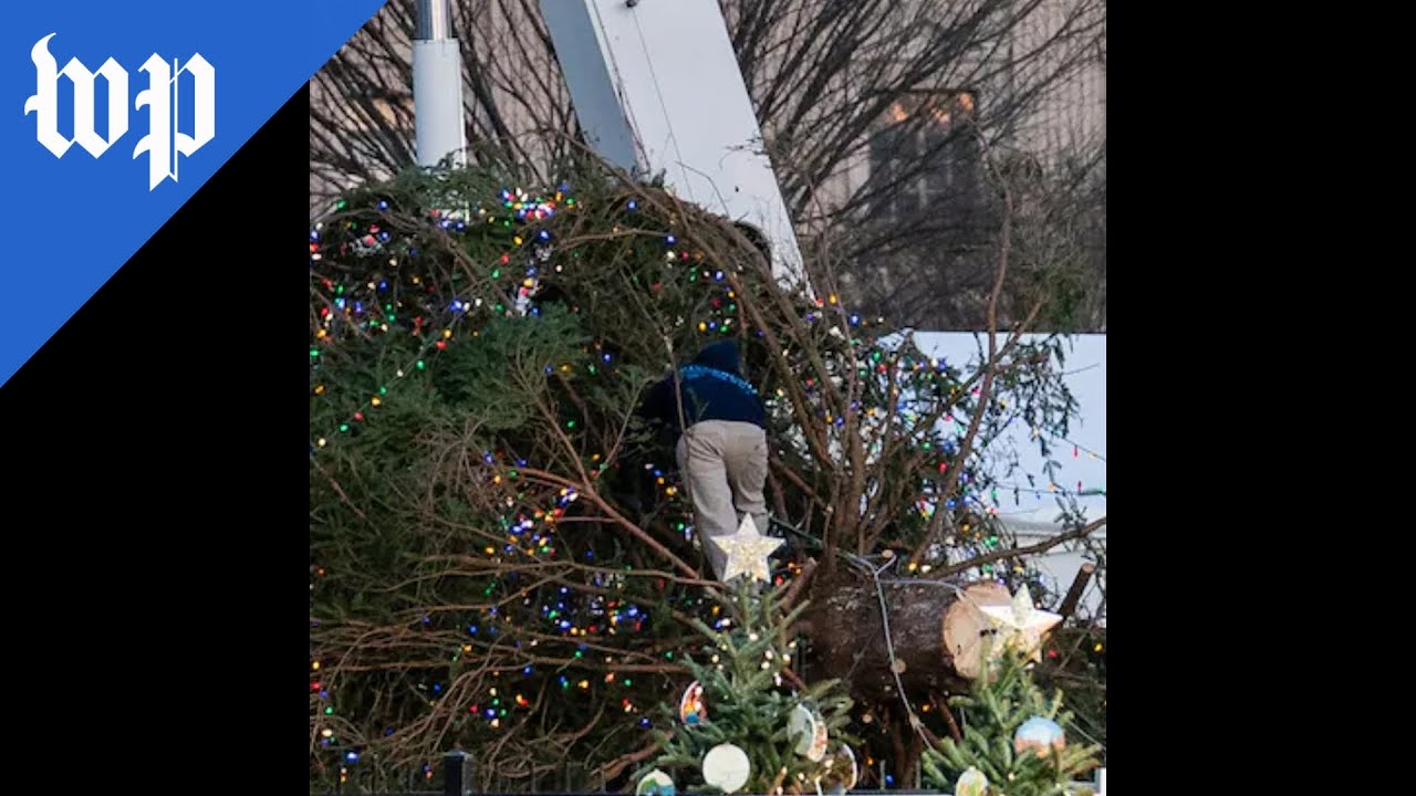 High winds knock down National Christmas Tree - The Global Herald