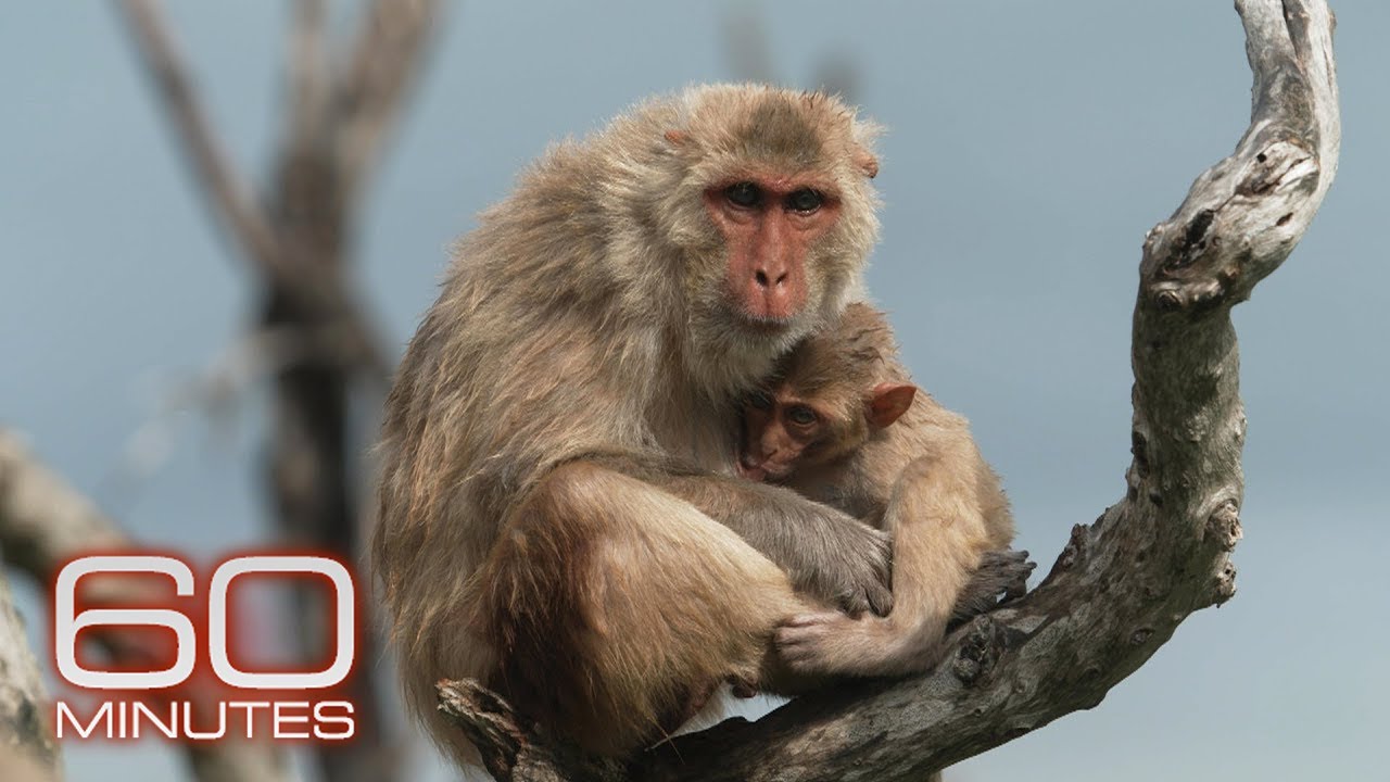 How monkey research survived Hurricane Maria - The Global Herald