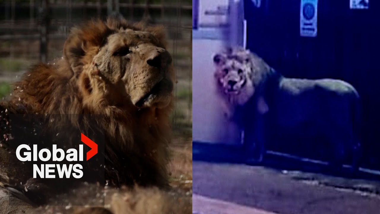 Lion on the loose: Escaped circus cat captured after night out in ...